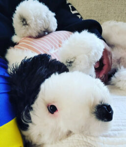 Meet Bayley The Mini Sheepadoodle Who Is The Real Life Snoopy
