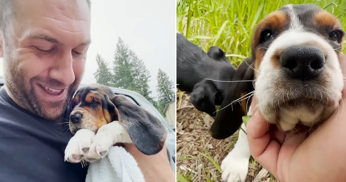 Once Abused and Scared Dog Find Happiness and Love After Rescue
