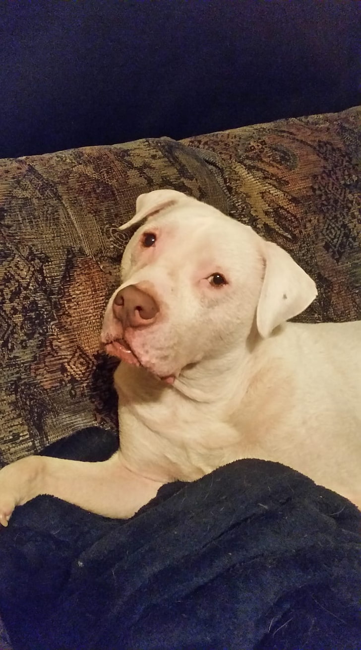 Rescued Pittie Mix Puppy Finds a Loving Home with the Man Who Saved Him