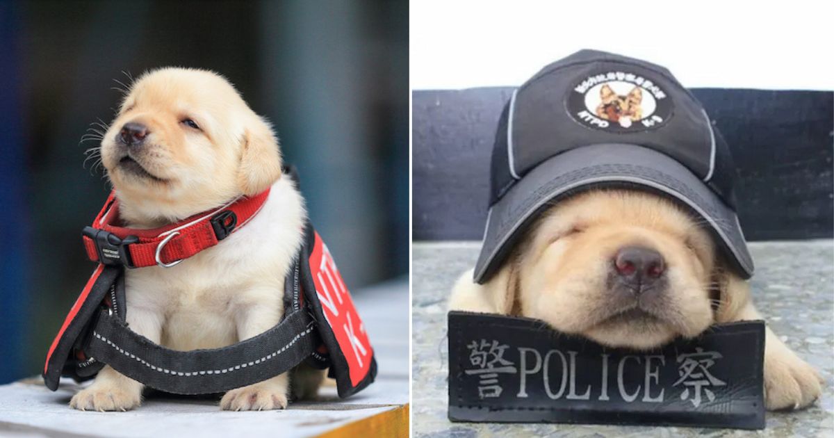 Adorable New K-9 Team Members Steal the Show and the Internet's Heart ...