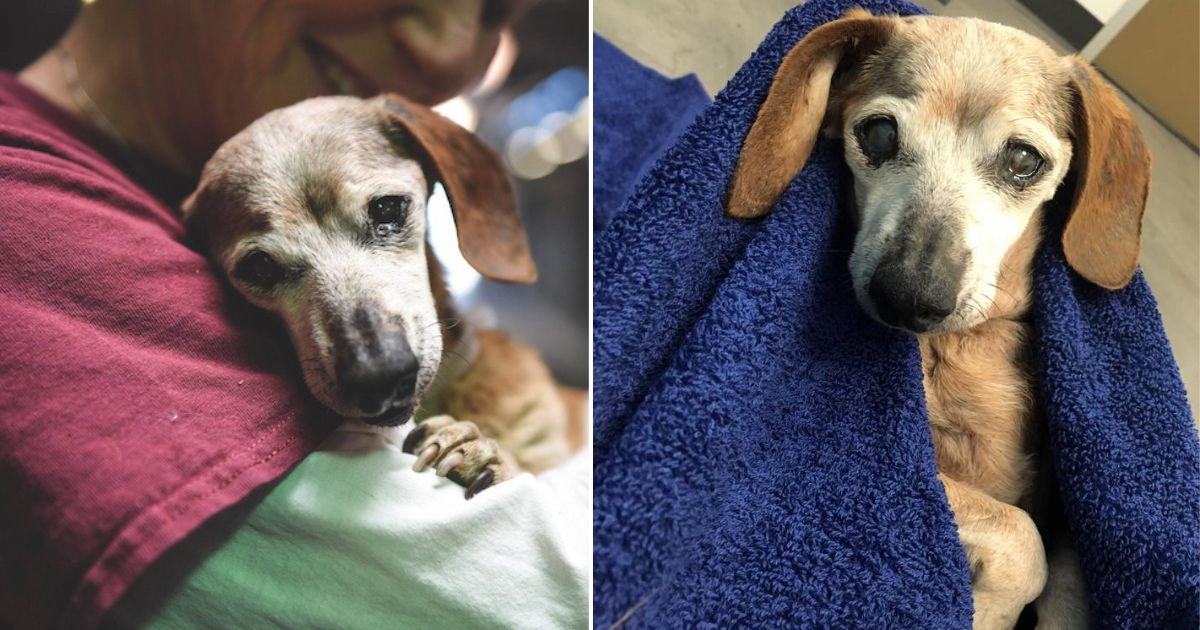 After Years of Waiting Muneca the Blind Senior Dog Finds Her Forever ...