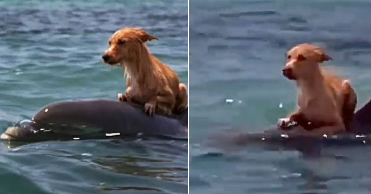 Dolphins Turn Heroes In A Remarkable Sea Rescue Of A Stranded Dog