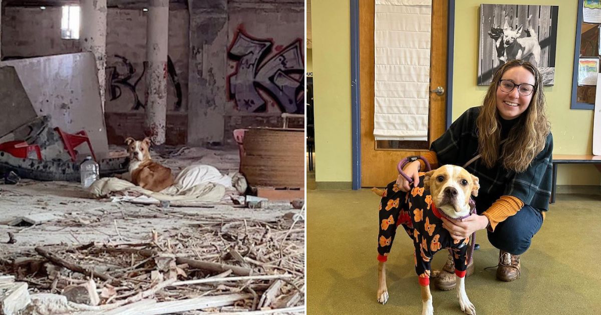 Frightened Puppy Found In Abandoned Building On Tattered Blanket ...
