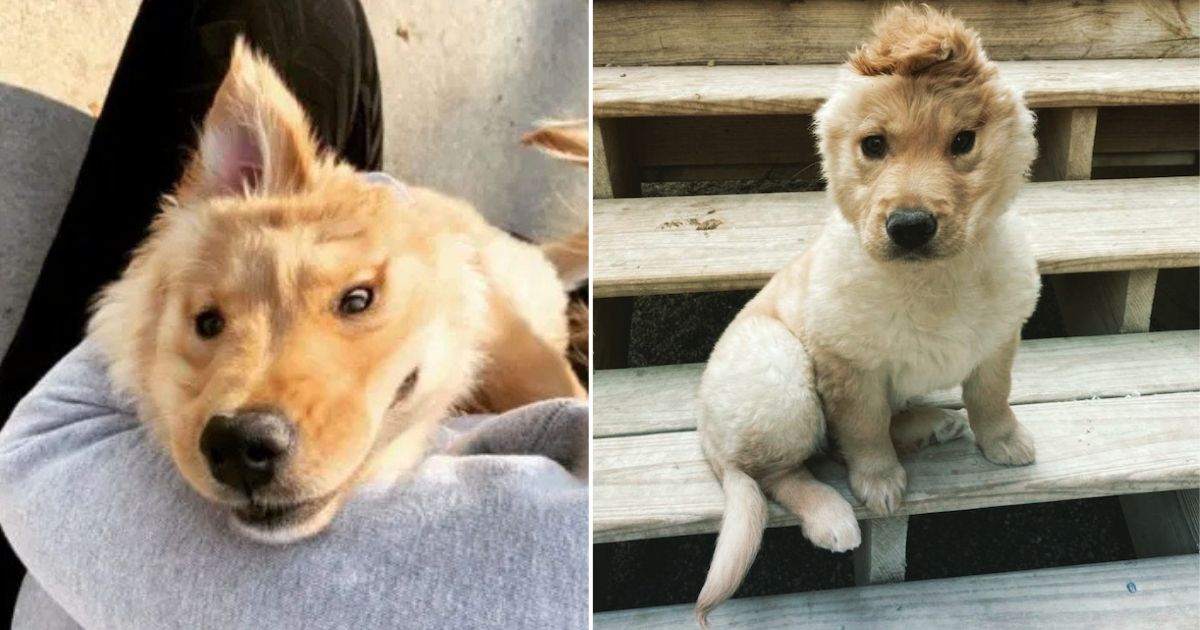 Meet Rae the Magical Puppy Who Proves Unicorn Dogs Are More Than Just a ...