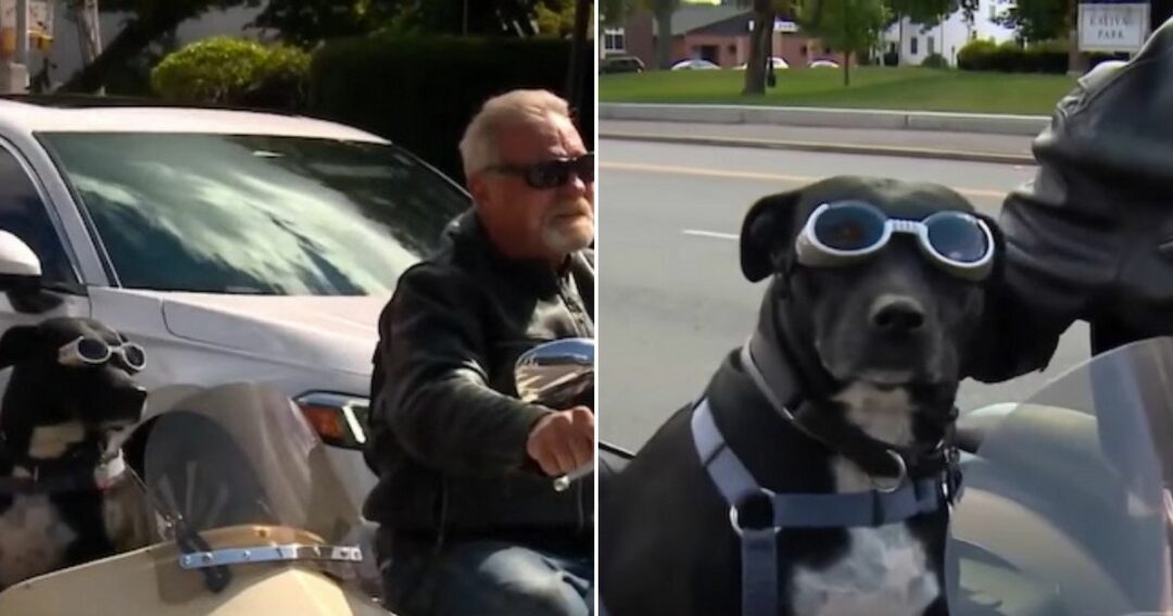 Rescue Dog Rides Proudly Beside Her Owner In A Custom Motorcycle Sidecar