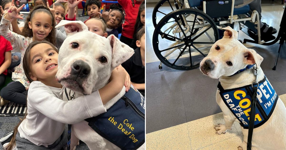 Beating The Odds Deaf Pit Bull Turned Into A Therapy Dog